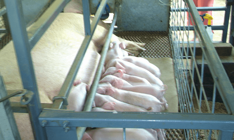 What’s happening with the changes to pig welfare laws? | The Spinoff