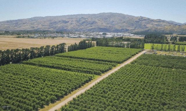 Can you really make $400 a day picking cherries? | The Spinoff