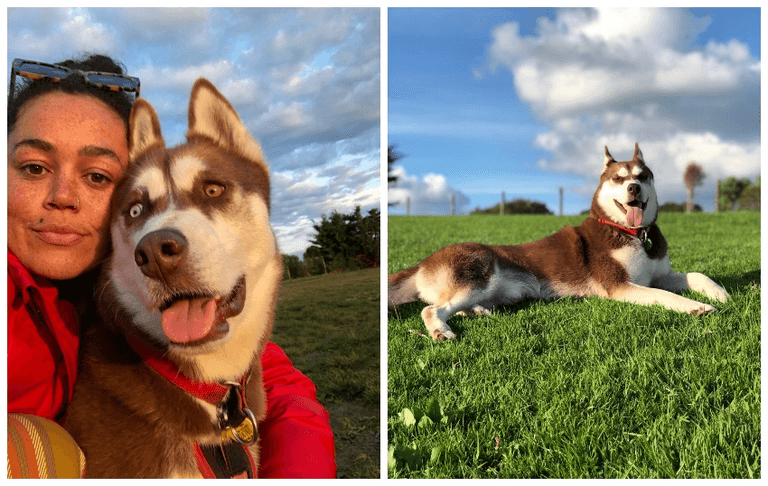 The power of the dog park to create human connections | The Spinoff