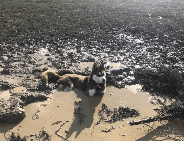 The power of the dog park to create human connections | The Spinoff