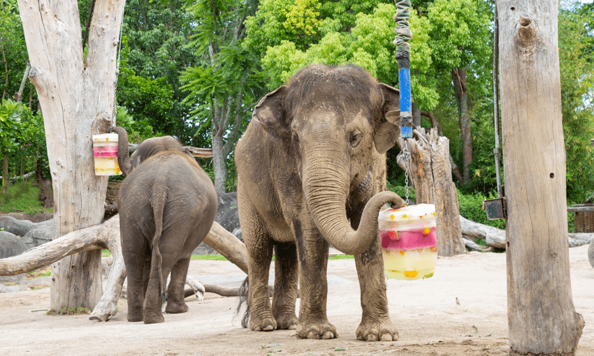 The end of Auckland Zoo’s elephant era | The Spinoff