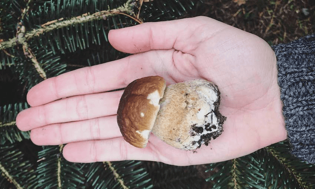 Finding fungi: A beginner’s guide to mushroom foraging season | The Spinoff