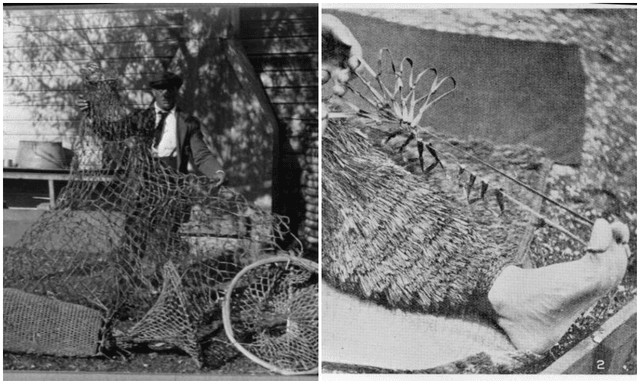 Te hī ika: How Māori fishing rights were saved – but only just | The ...