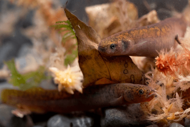 The vital work that makes Auckland Zoo proud to be a zoo | The Spinoff