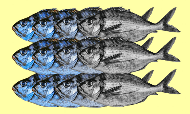 The fight to save one of Aotearoa’s favourite fish | The Spinoff