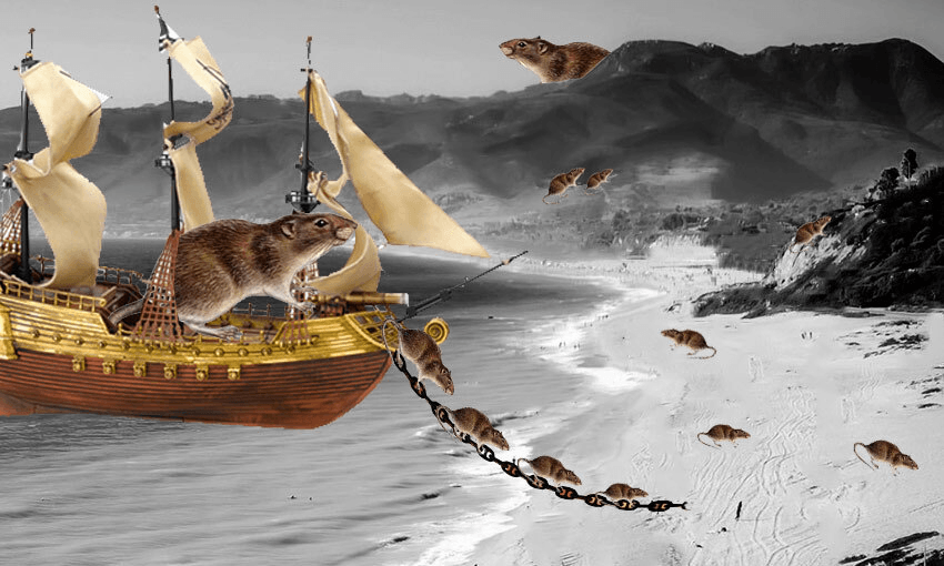 Teeth and claws and tenacity: how Norway rats came to New Zealand | The ...