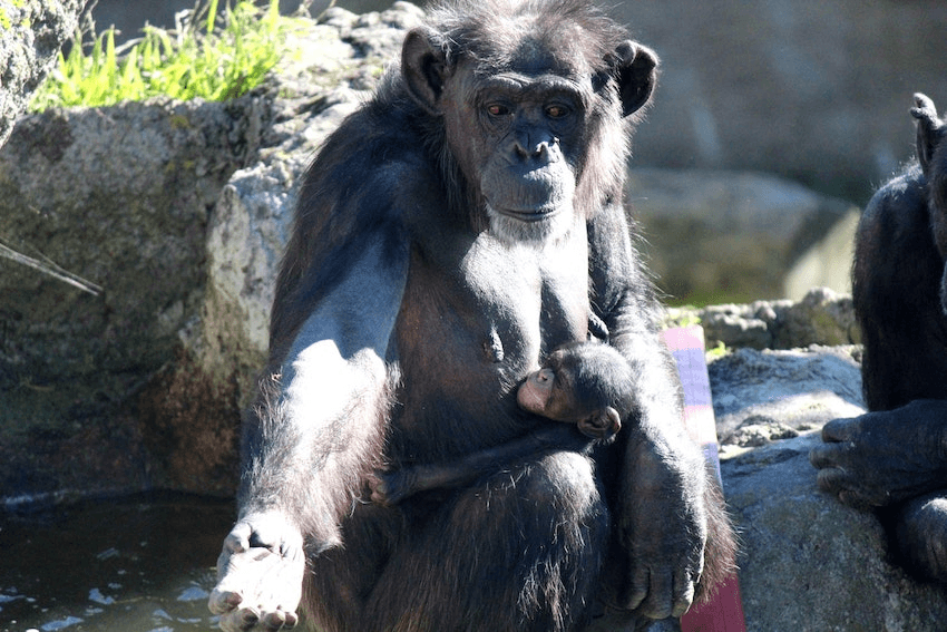 Everything sucks but look at this pregnant chimp | The Spinoff