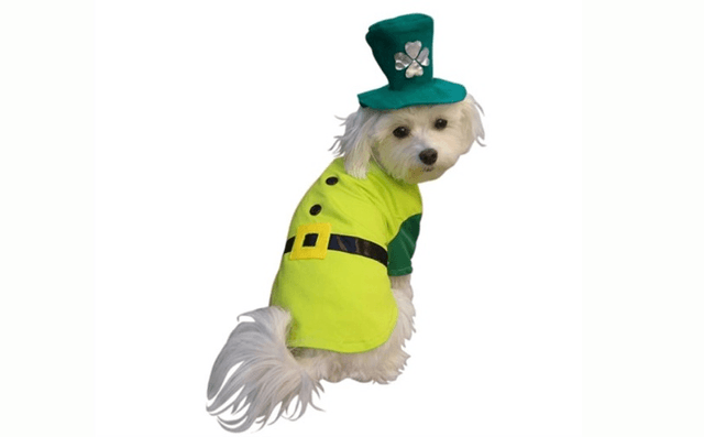 Just 20 dogs wearing dog costumes, ranked and reviewed | The Spinoff