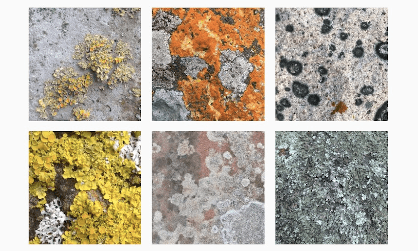 Creeping beauty: An appreciation of moss | The Spinoff