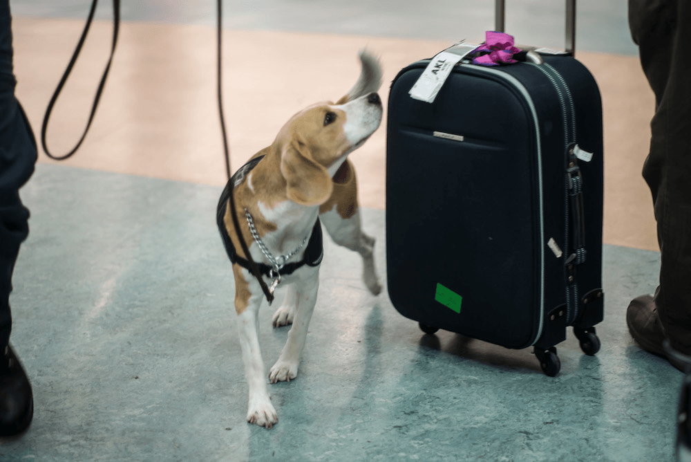 Meet the big boss dogs of Aotearoa | The Spinoff