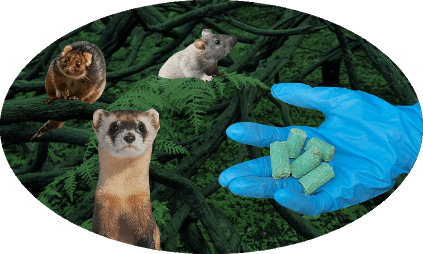 Is poisoning pests the Māori way? | The Spinoff