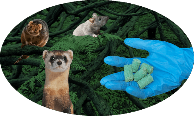 Is poisoning pests the Māori way? | The Spinoff