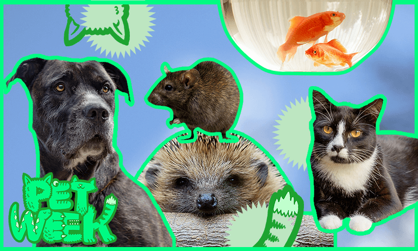 How to choose the right pet for you | The Spinoff