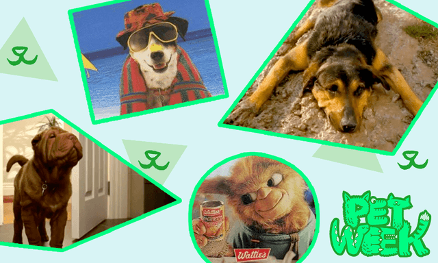 Best in show: Ranking the best pets from New Zealand TV ads | The Spinoff
