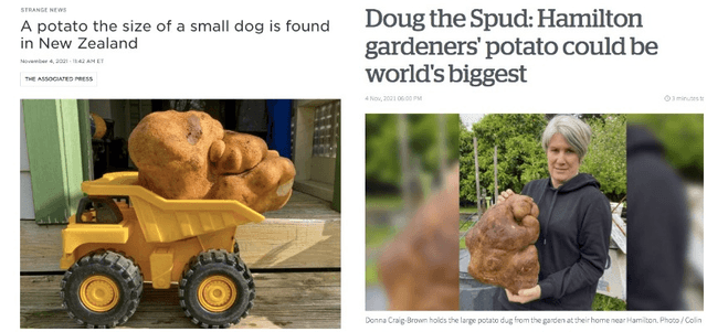 New Zealand’s greatest novelty potato news stories, ranked | The Spinoff