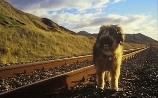 Best in show: Ranking the best pets from New Zealand TV ads | The Spinoff