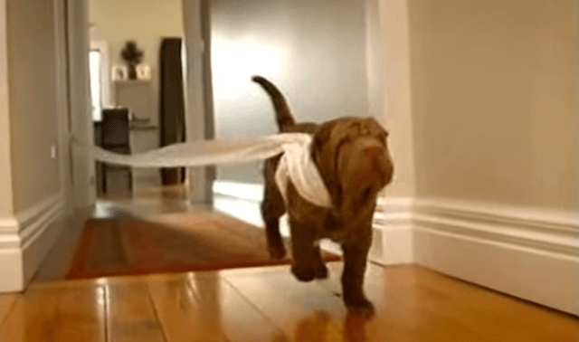 Best in show: Ranking the best pets from New Zealand TV ads | The Spinoff