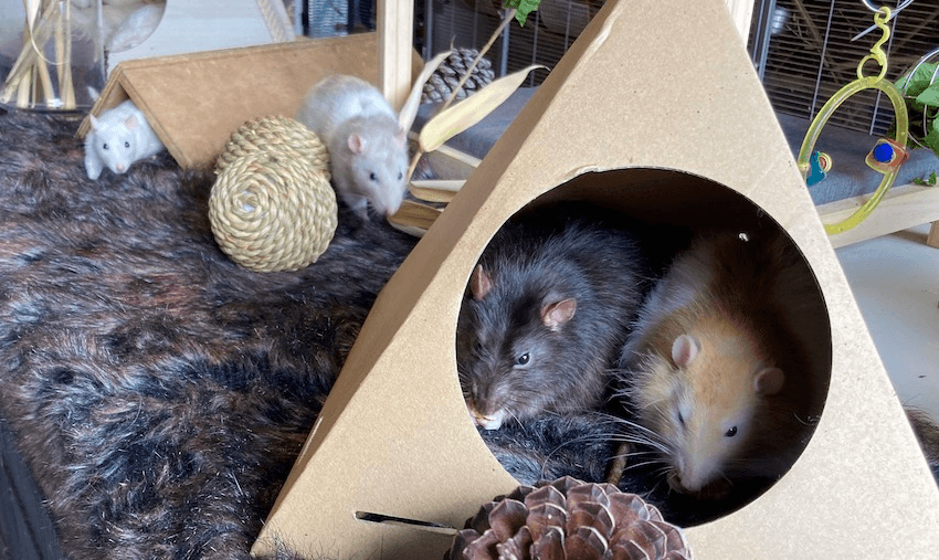 In the era of RATs, the real rat trade is booming | The Spinoff