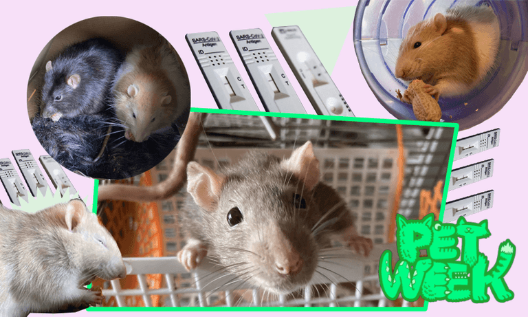 In the era of RATs, the real rat trade is booming | The Spinoff