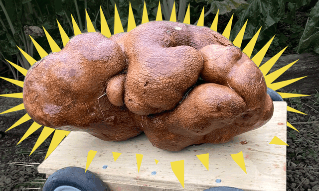 Dug the Potato: A timeline of triumph and tragedy | The Spinoff