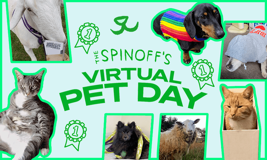 Welcome to The Spinoff’s first virtual pet day | The Spinoff