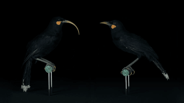 Fiona Pardington is walking backwards into the future | The Spinoff