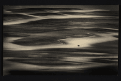 Nature boy: how Olaf Petersen captured Auckland’s wild west | The Spinoff