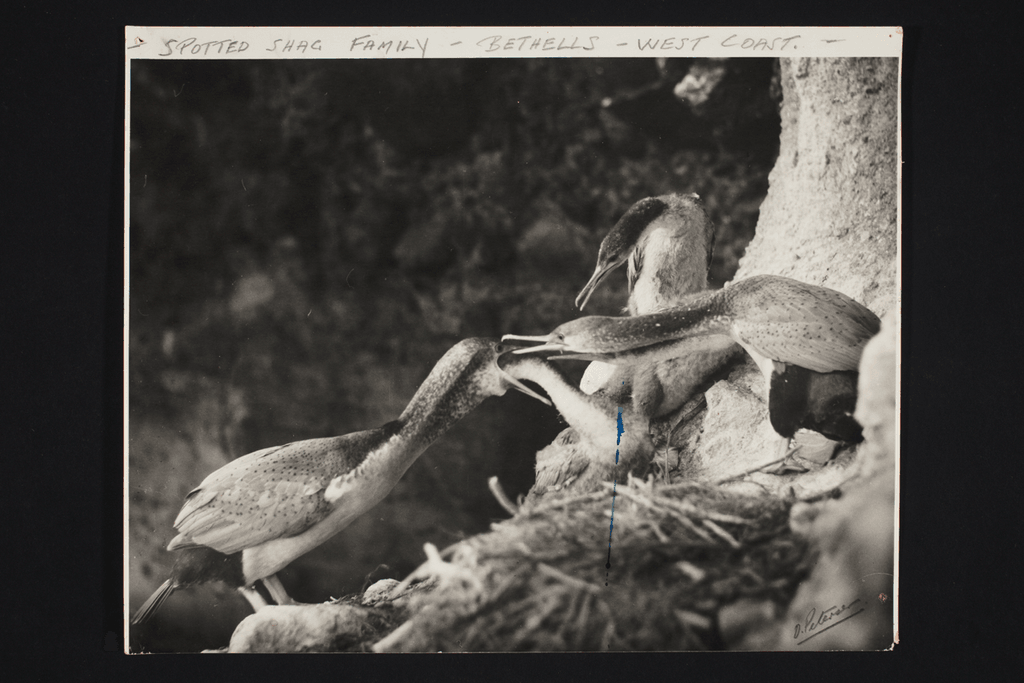 Nature boy: how Olaf Petersen captured Auckland’s wild west | The Spinoff