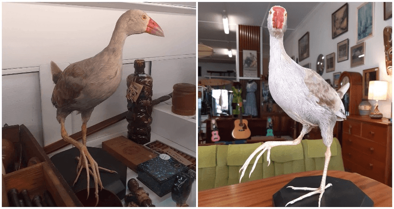 The curious case of Waipū’s pale pūkeko | The Spinoff