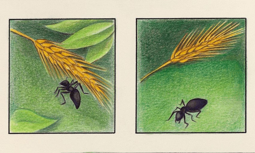 The Friday Poem: ‘Ophiocordyceps unilateralis’ by Rushi Vyas | The Spinoff