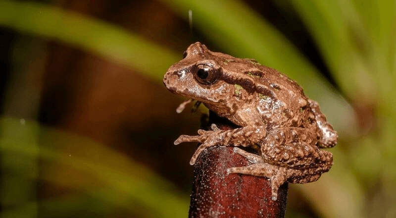 I went to parliament to save a rare frog and all I got was a bad cheese ...
