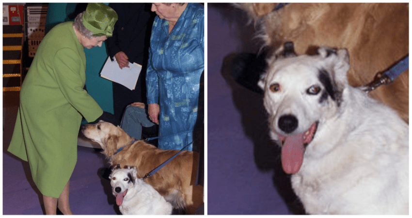 The best photos of the Queen and her dogs | The Spinoff