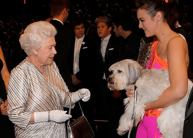 The best photos of the Queen and her dogs | The Spinoff