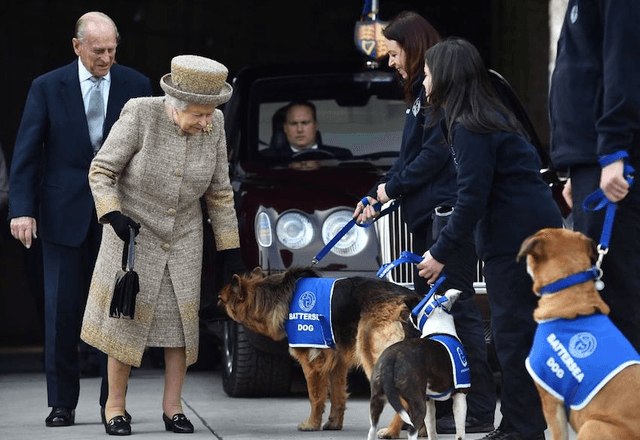 The best photos of the Queen and her dogs | The Spinoff