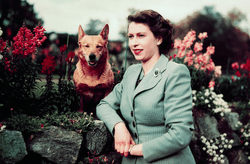The best photos of the Queen and her dogs | The Spinoff