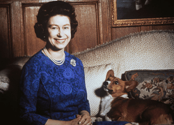 The best photos of the Queen and her dogs | The Spinoff