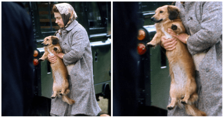 The best photos of the Queen and her dogs | The Spinoff