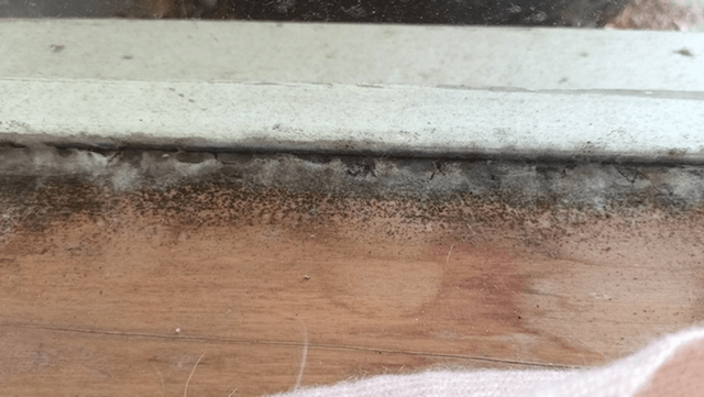 The mouldiest rental properties in Aotearoa, ranked and reviewed | The ...