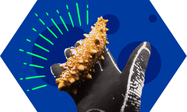 ‘They make you feel alive’: How China fell in love with NZ sea ...