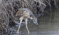 Bird of the Year: The informed voter’s guide | The Spinoff