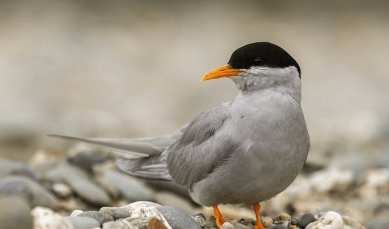 Bird of the Year: The informed voter’s guide | The Spinoff