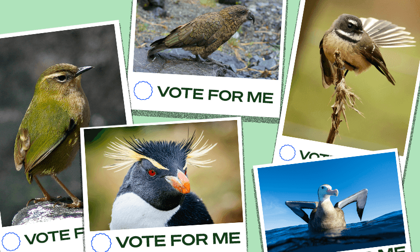 Bird of the Year: The informed voter’s guide | The Spinoff
