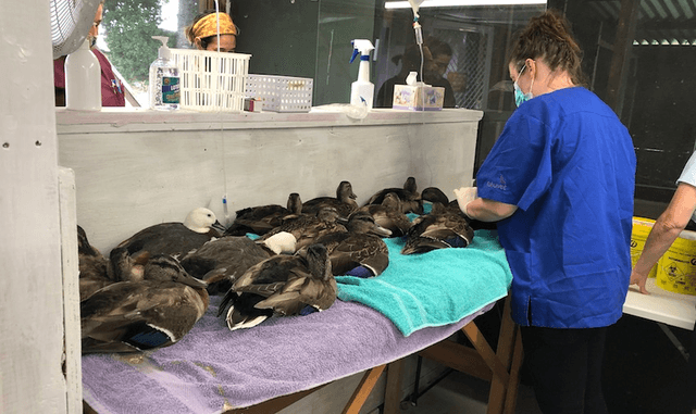 ‘Birds are so damned hard to fix’: Inside Aotearoa’s biggest bird ...