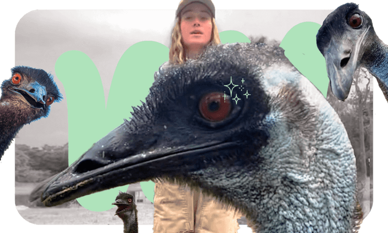 Is Emmanuel the emu good or bad? The whole EmuTok controversy ...