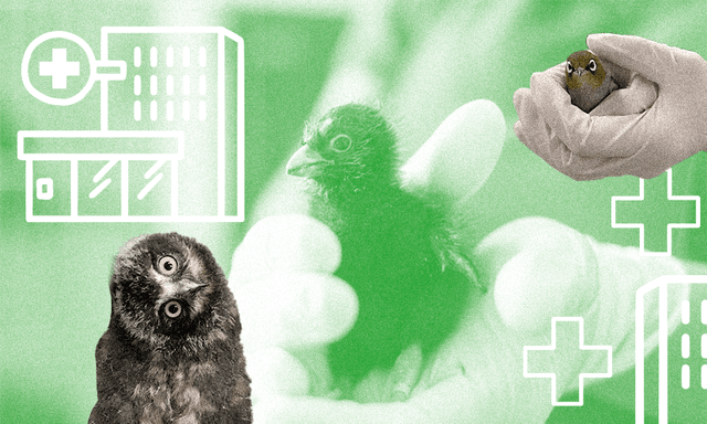 ‘Birds are so damned hard to fix’: Inside Aotearoa’s biggest bird ...