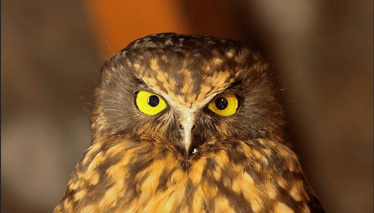 Bird of the Year: The informed voter’s guide | The Spinoff