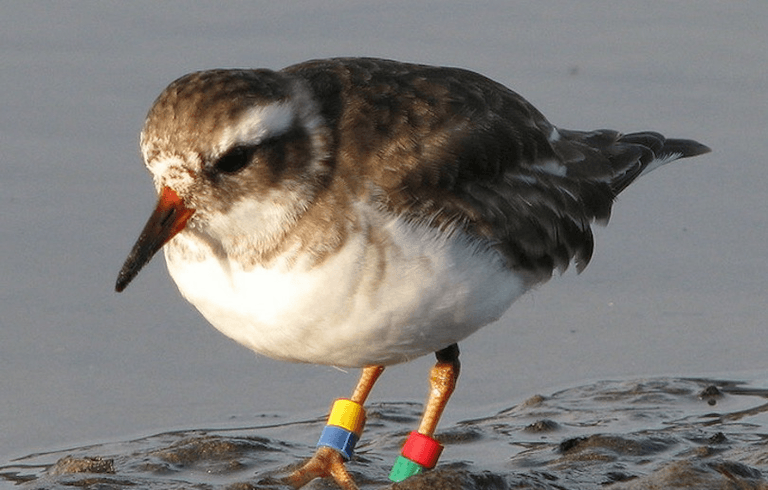 Bird of the Year: The informed voter’s guide | The Spinoff
