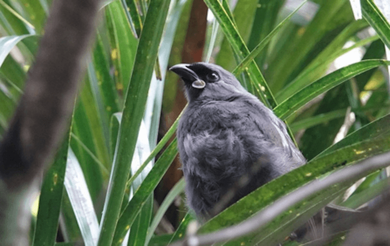 Bird of the Year: The informed voter’s guide | The Spinoff