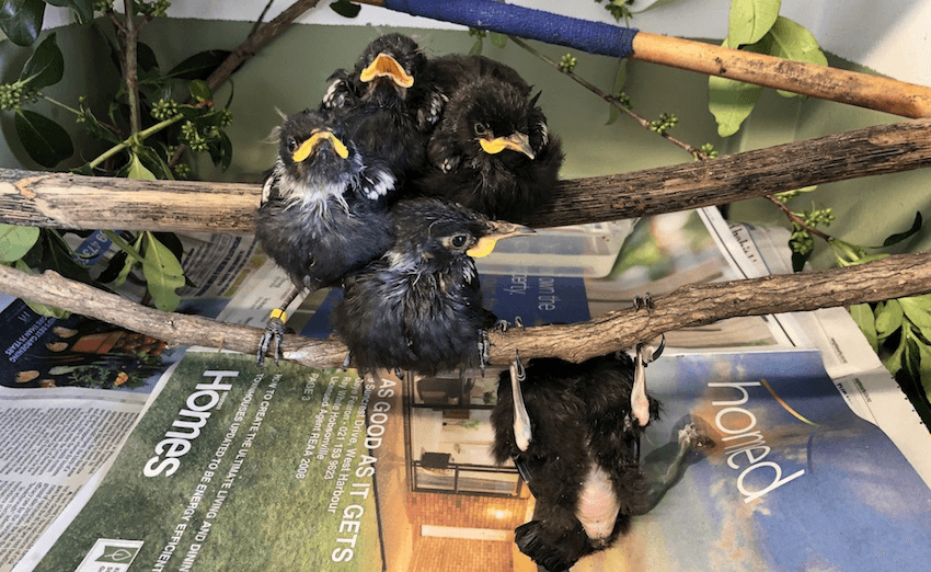 ‘Birds are so damned hard to fix’: Inside Aotearoa’s biggest bird ...