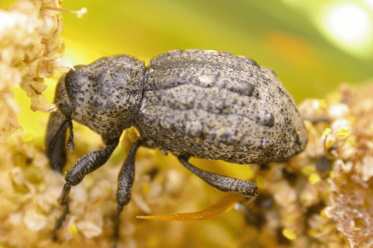 Can we learn to love ugly? Introducing the inaugural Bug of the Year ...